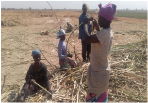 Nucleus Farm Overview – IWADGHANA