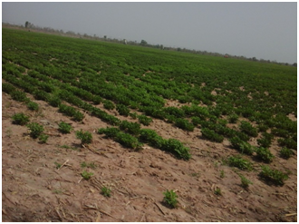 Nucleus Farm Overview – IWADGHANA